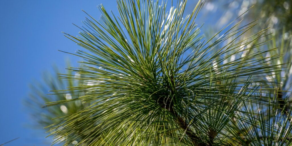 8 Characteristics of Coniferous Trees - Flora Fauna Fun