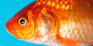 10 Characteristics of a Goldfish - Flora Fauna Fun