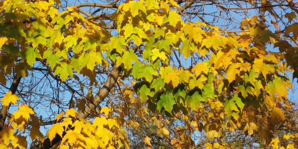 List of Plants of Canada - Flora Fauna Fun
