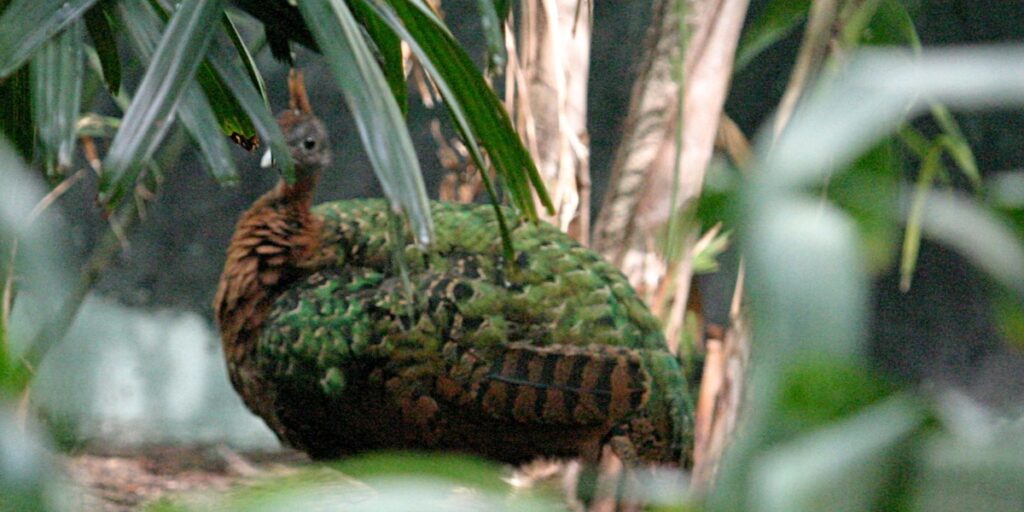 Birds of the DRC: The Complete List - Flora Fauna Fun