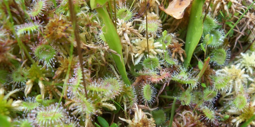 List of Endangered Swamp Plants - Flora Fauna Fun