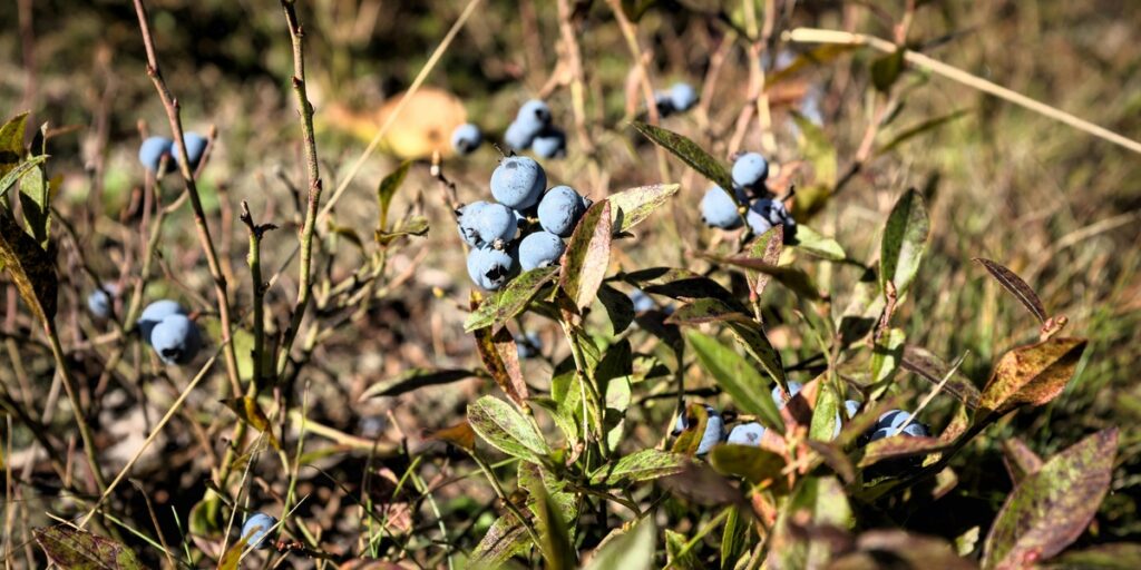 The Complete List of Fruits of Canada - Flora Fauna Fun