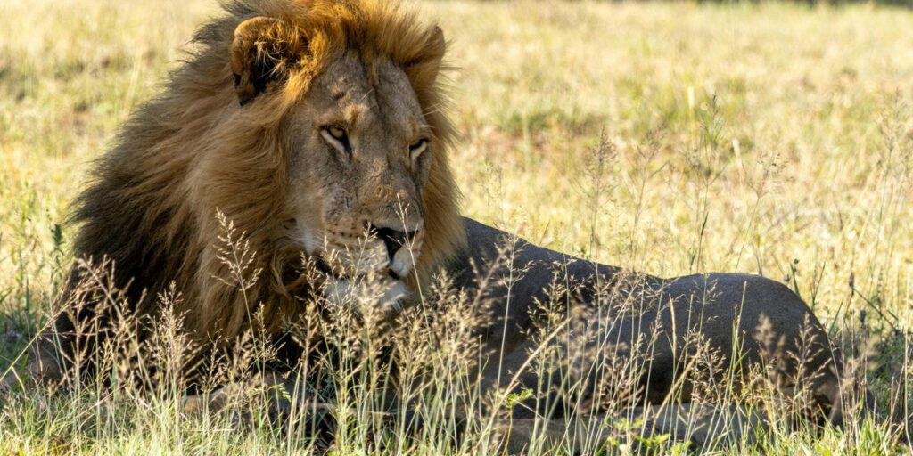 The Complete List of Savanna Animals - Flora Fauna Fun