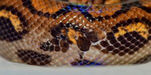 The Complete List of Colorful Snakes - Flora Fauna Fun