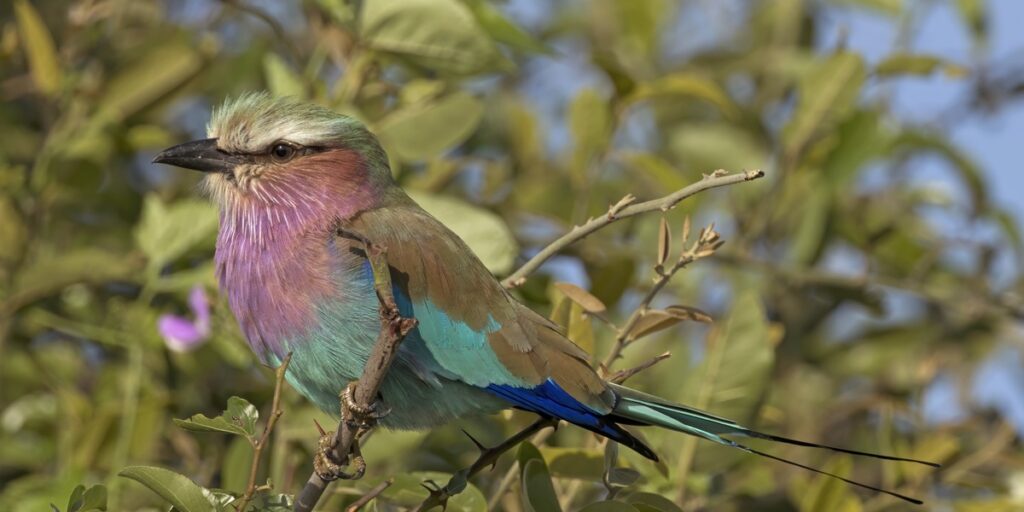 Birds of Namibia: The Complete List - Flora Fauna Fun