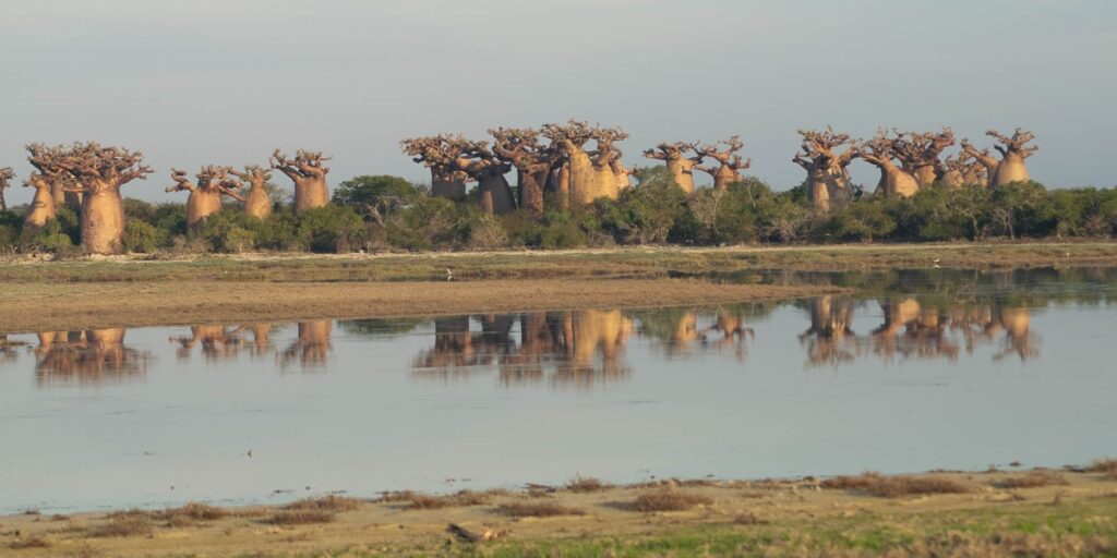 The Complete List of Trees of Senegal - Flora Fauna Fun
