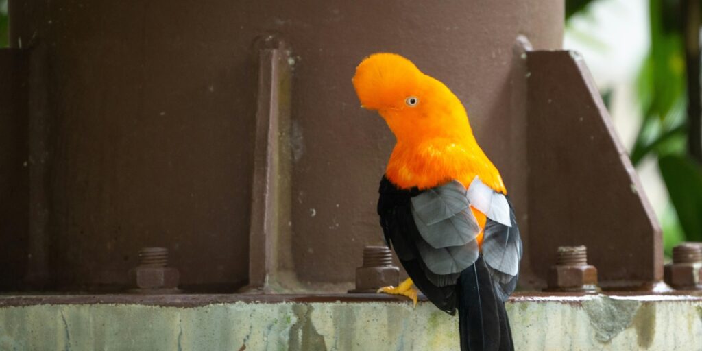 Birds Of Peru: The Complete List - Flora Fauna Fun