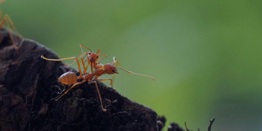 Top 10 Ant Species - Flora Fauna Fun