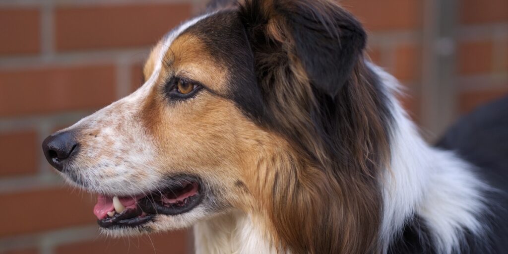 The Complete List of Farm Dog Breeds - Flora Fauna Fun