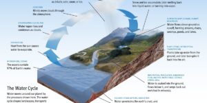 8 Facts About the Water Cycle - Flora Fauna Fun