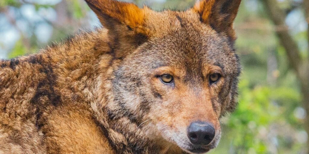 10 Characteristics of Taiga Animals - Flora Fauna Fun