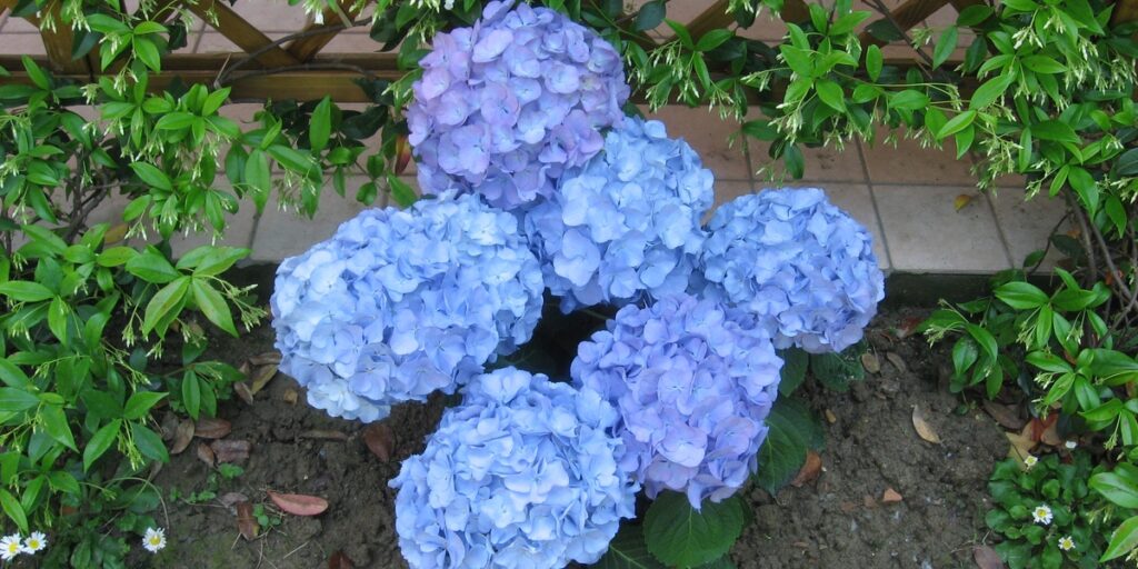 The Complete List of Blue Plants - Flora Fauna Fun