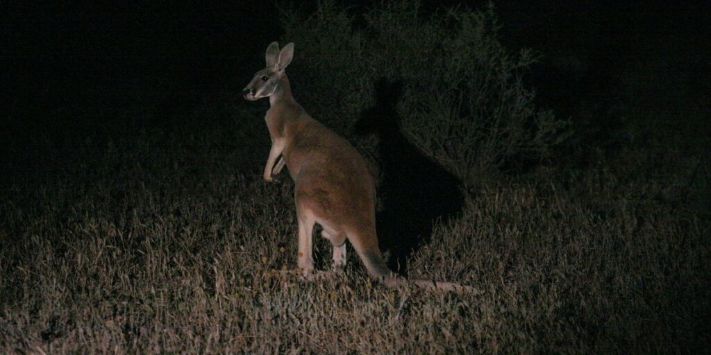 List of Animals of Australasia - Flora Fauna Fun