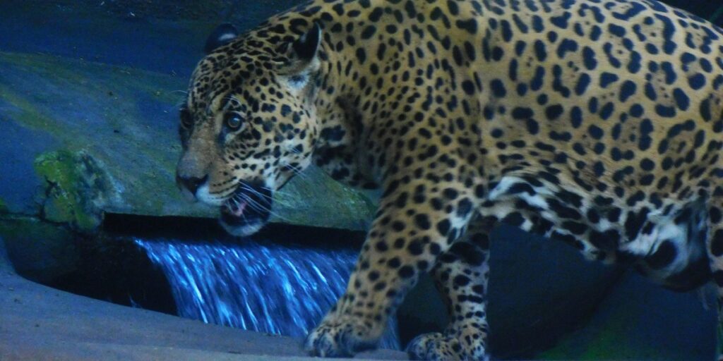 Venezuela's Native Animals: The Complete List - Flora Fauna Fun