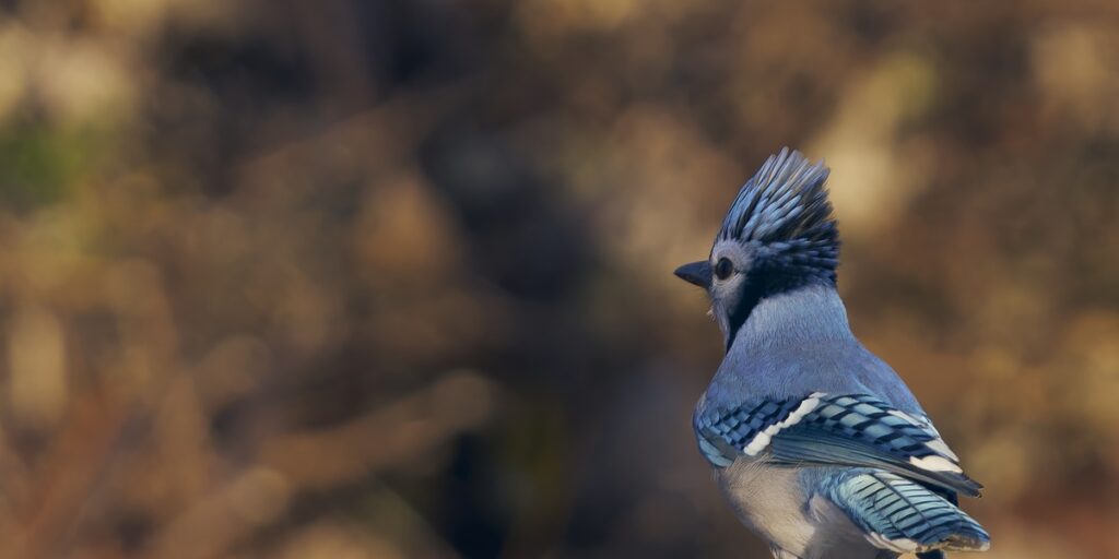 The Complete List of Cute Blue Animals - Flora Fauna Fun