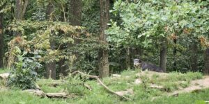 Forest Carnivores: The Complete List - Flora Fauna Fun