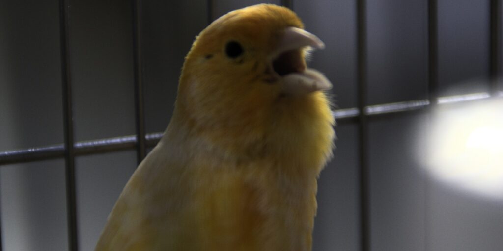 List of Sentinel Animal Examples - Flora Fauna Fun