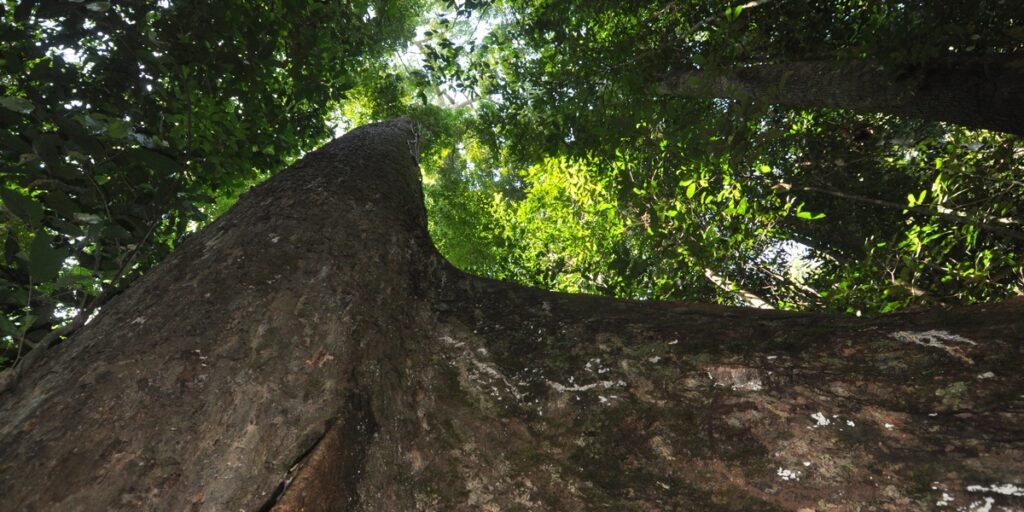 List of Trees of Malaysia - Flora Fauna Fun
