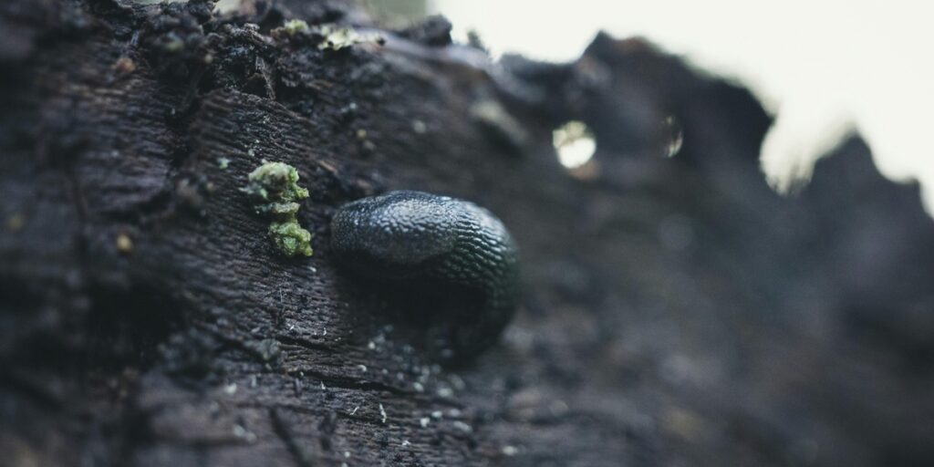 8 Ways to Control Garden Slugs Naturally - Flora Fauna Fun