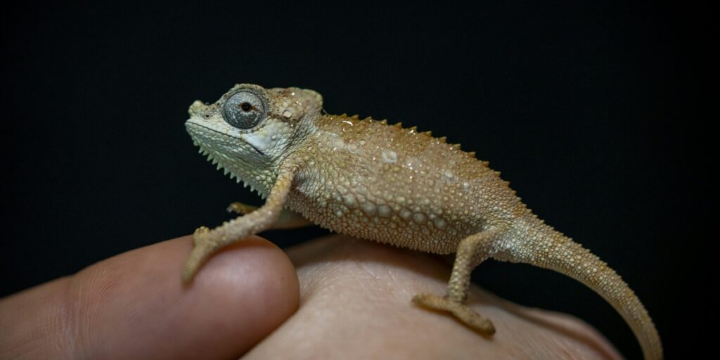 8 Facts About Animal Defense Mechanisms - Flora Fauna Fun