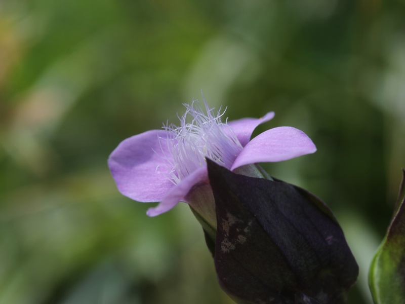 Iceland's Native Plants: The Complete List - Flora Fauna Fun