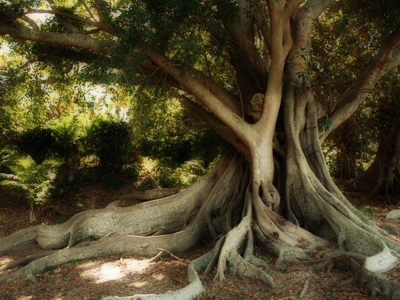 The Complete List of Trees of Senegal - Flora Fauna Fun
