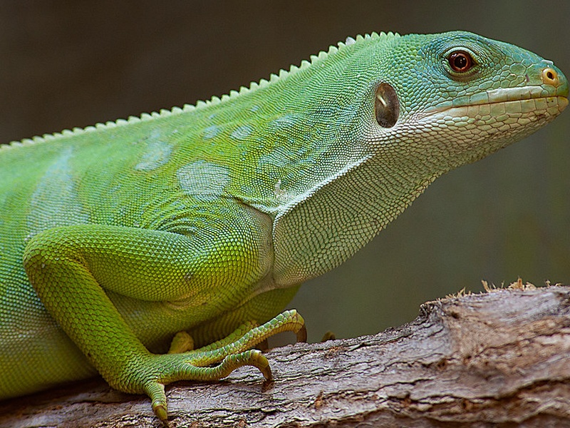 Rare Animals in Fiji: The Complete List - Flora Fauna Fun
