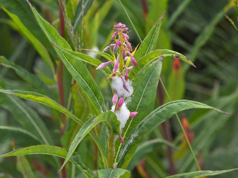 List of Plants of Canada - Flora Fauna Fun