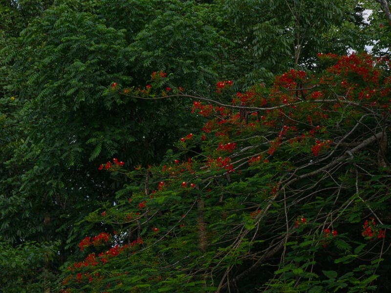 The Complete List of Trees of Senegal - Flora Fauna Fun