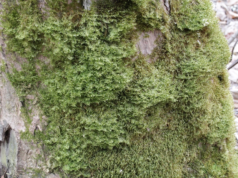 List of Forest Moss - Flora Fauna Fun