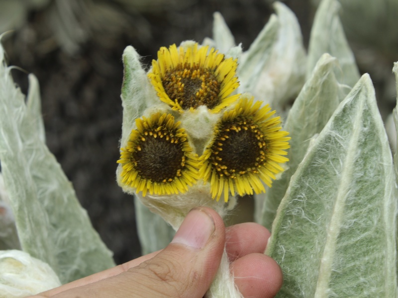 Flowers of Ecuador: The Complete List - Flora Fauna Fun