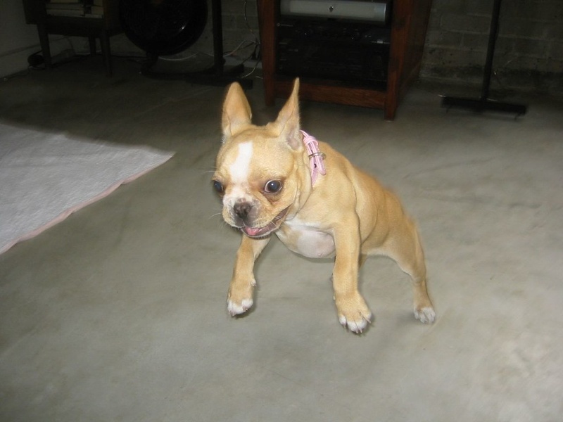 List of Light Brown Dog Breeds - Flora Fauna Fun