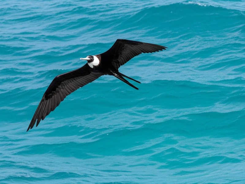 Animals Of Dominica: The Complete List - Flora Fauna Fun