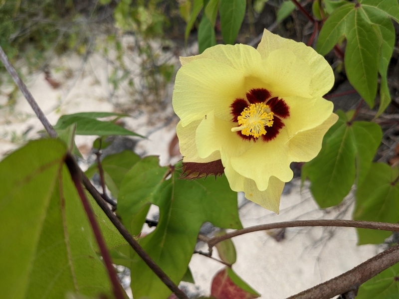 Flowers of Ecuador: The Complete List - Flora Fauna Fun