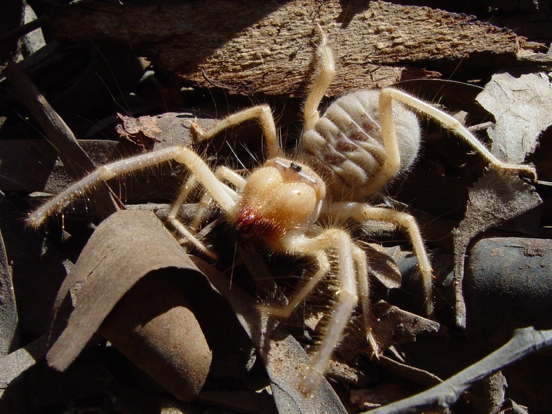 Desert Arachnids List - Flora Fauna Fun