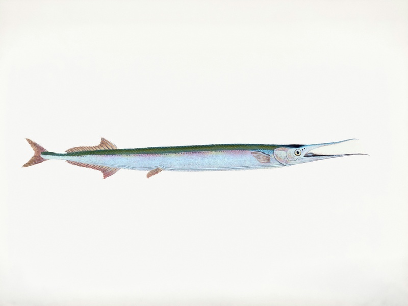 The Complete List of Fish of Lebanon - Flora Fauna Fun