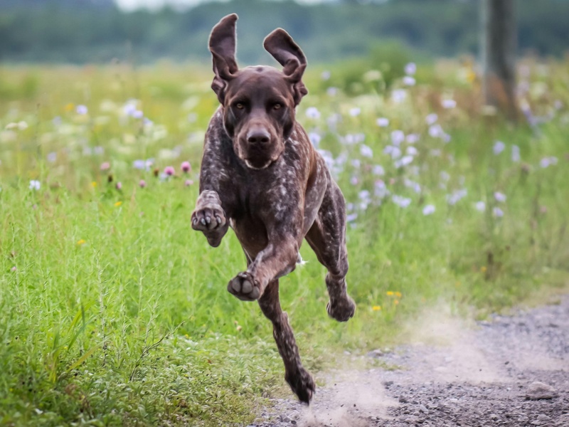 The Complete List of Racing Dog Breeds - Flora Fauna Fun