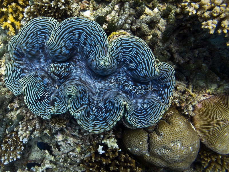 Animals of Tuvalu: The Complete List - Flora Fauna Fun