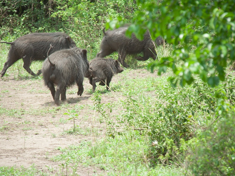 List of Congo Rainforest Fauna - Flora Fauna Fun