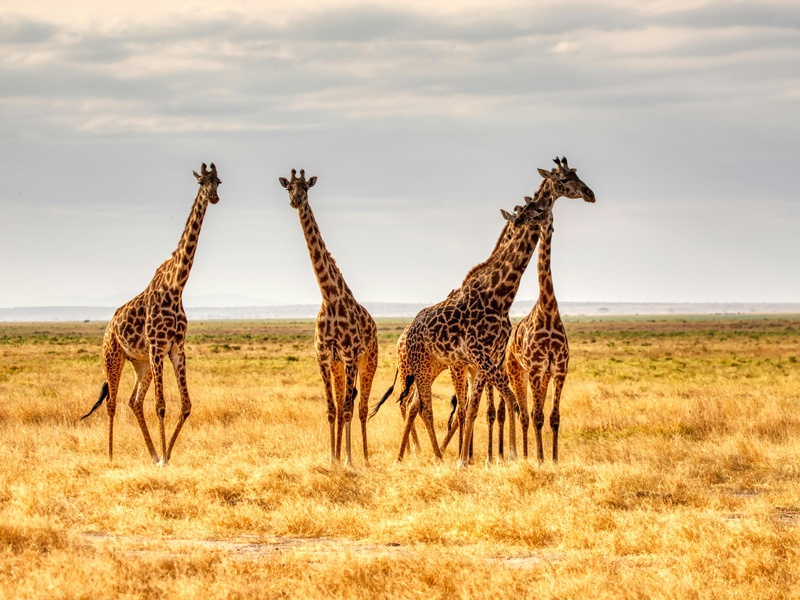 The Complete List of Savanna Animals - Flora Fauna Fun