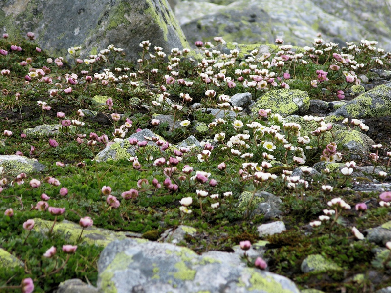 Iceland's Native Plants: The Complete List - Flora Fauna Fun