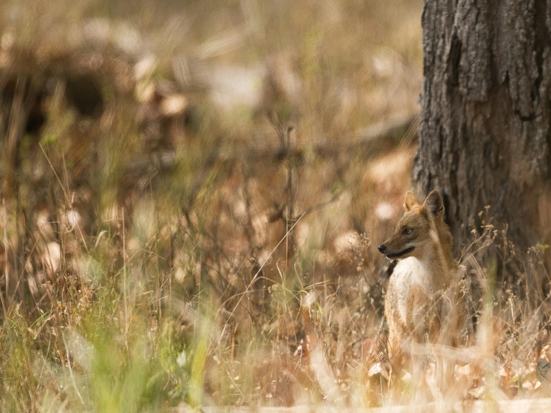 List of Animals of Armenia - Flora Fauna Fun