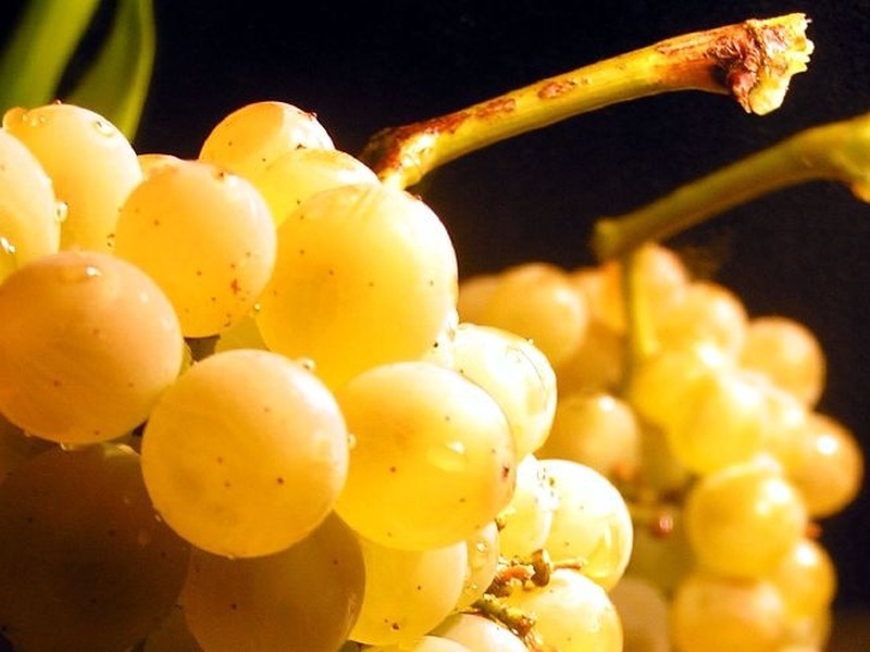 Fruits of Italy: The Complete List - Flora Fauna Fun
