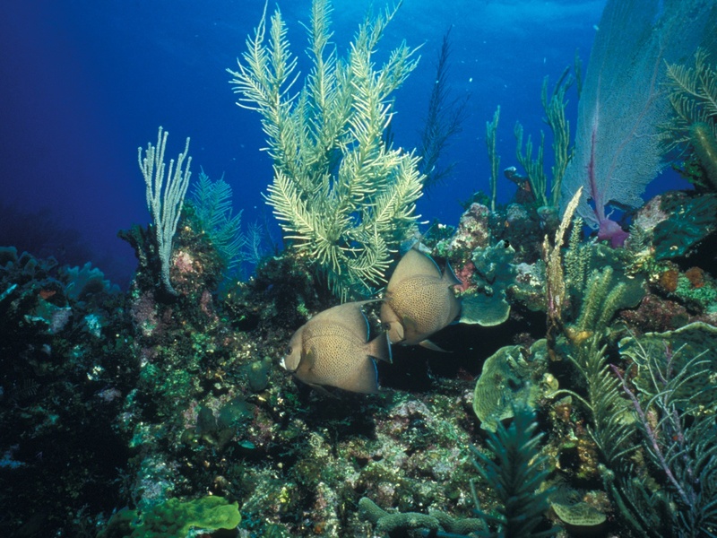 List of Fish of the Bahamas - Flora Fauna Fun