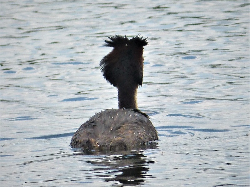 Birds of Namibia: The Complete List - Flora Fauna Fun