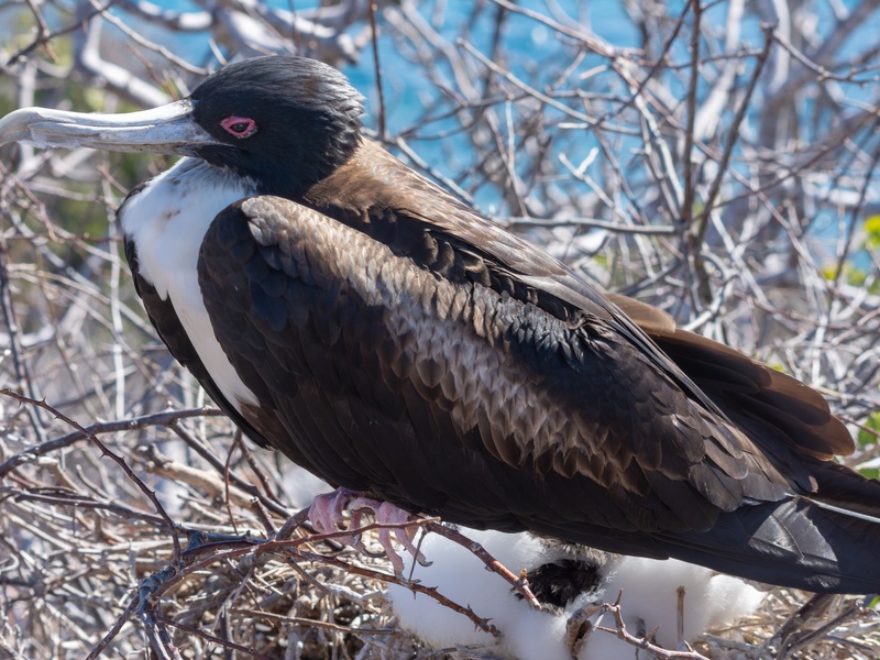 Animals of Tuvalu: The Complete List - Flora Fauna Fun