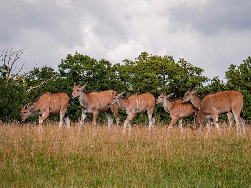 Animals of Kenya: The Complete List - Flora Fauna Fun