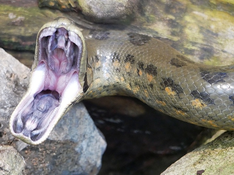 List of Interesting Rainforest Animals - Flora Fauna Fun
