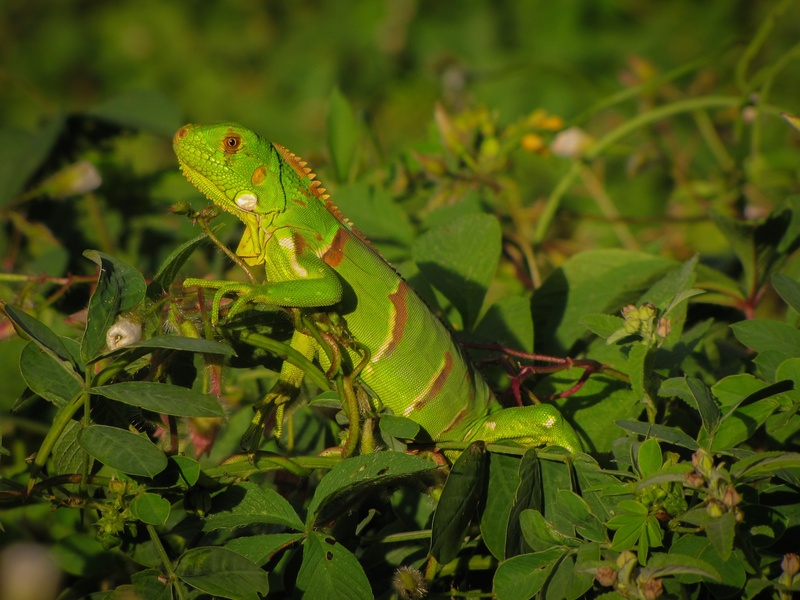 Animals Of Dominica: The Complete List - Flora Fauna Fun