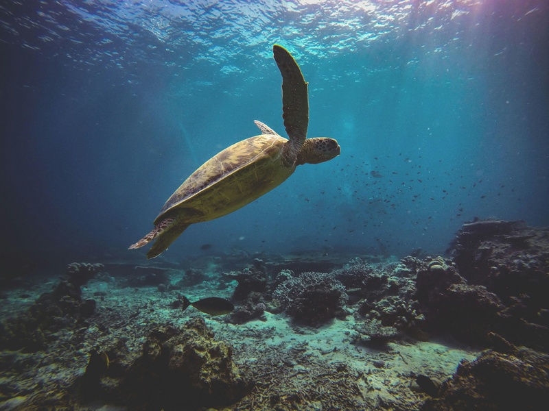 Animals Of Dominica: The Complete List - Flora Fauna Fun